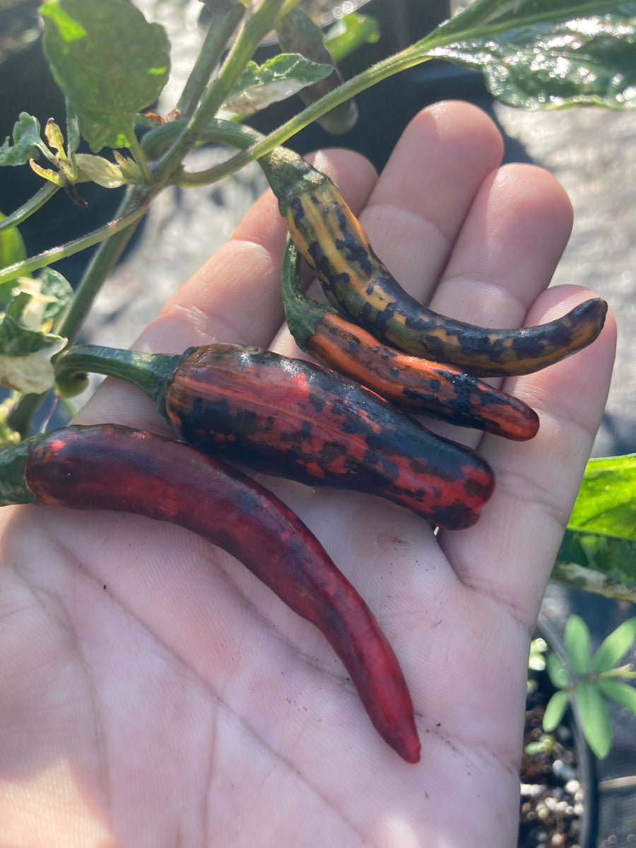 Pickles Blood (Spattered)(Pepper Seeds) – Towns-End Chili & Spice