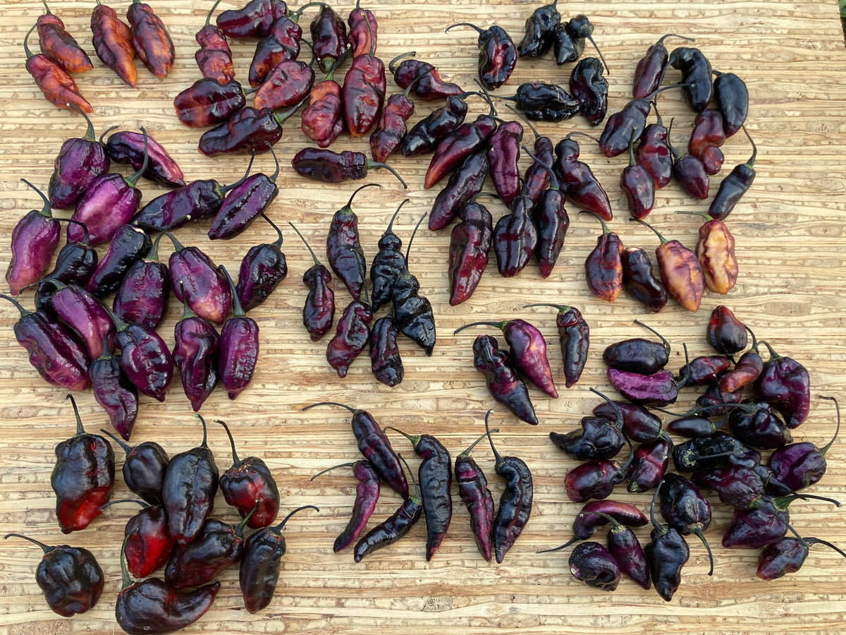 Pandora’s Box Pimenta Jolokia/PJ Mix (Pepper Seeds) – Towns-End Chili & Spice