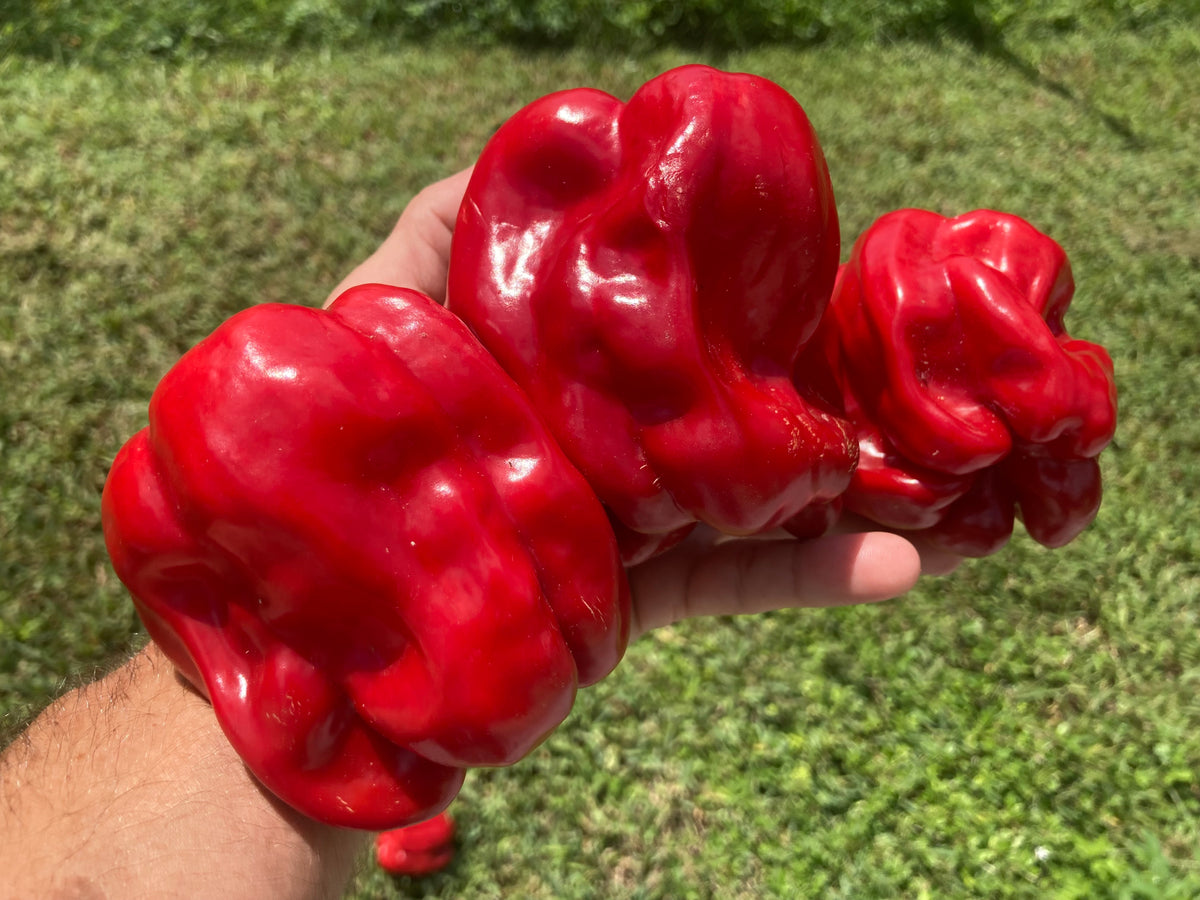 Antep Aci Dolma (Pepper Seeds) – Towns-End Chili & Spice