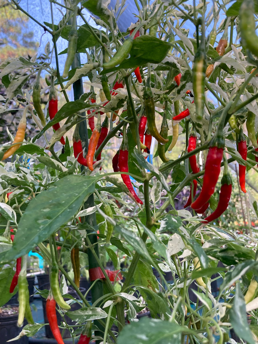 Intergalactic Red (T-E) (Pepper Seeds) – Towns-End Chili & Spice