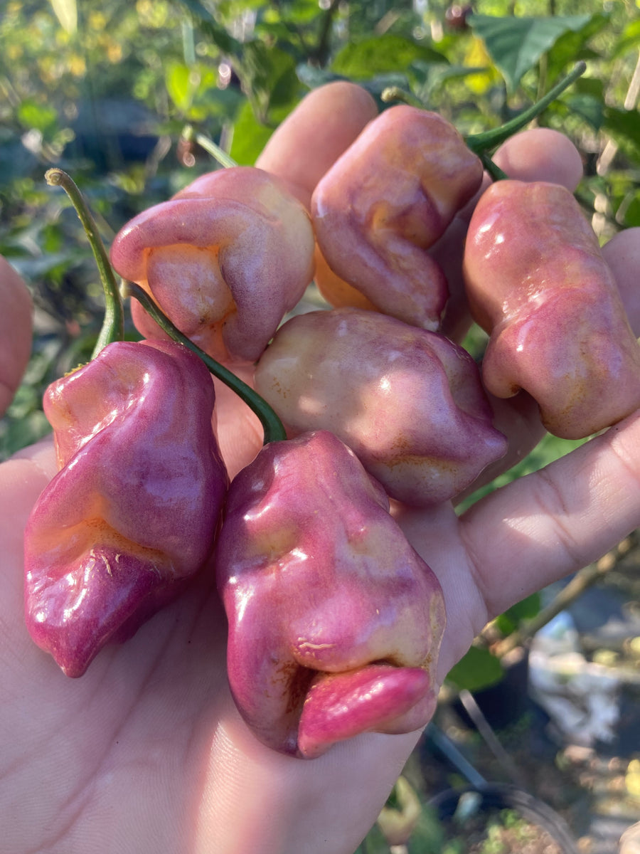 Pink Voltron (T-E)(Pepper Seeds) – Towns-End Chili & Spice