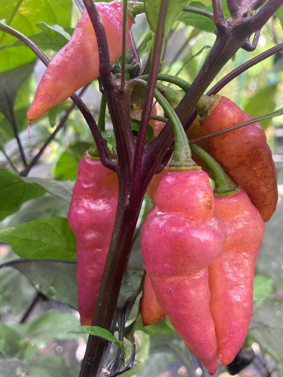 Pink Wendigo (T-E) (Pepper Seeds) – Towns-End Chili & Spice