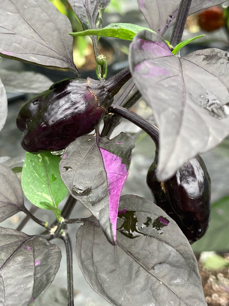 Bryan’s Emperor Blood (Pepper Seeds) – Towns-End Chili & Spice