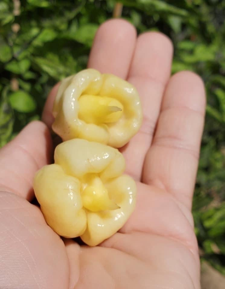 Taj Mahal White Minion (Pepper Seeds)(Limited) – Towns-End Chili & Spice