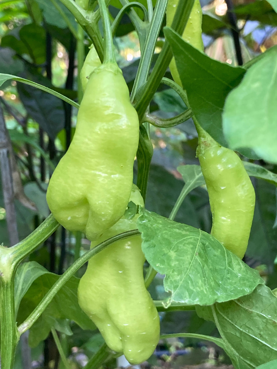 Conquistador (Inca Berry XL) (Pepper Seeds) – Towns-End Chili & Spice