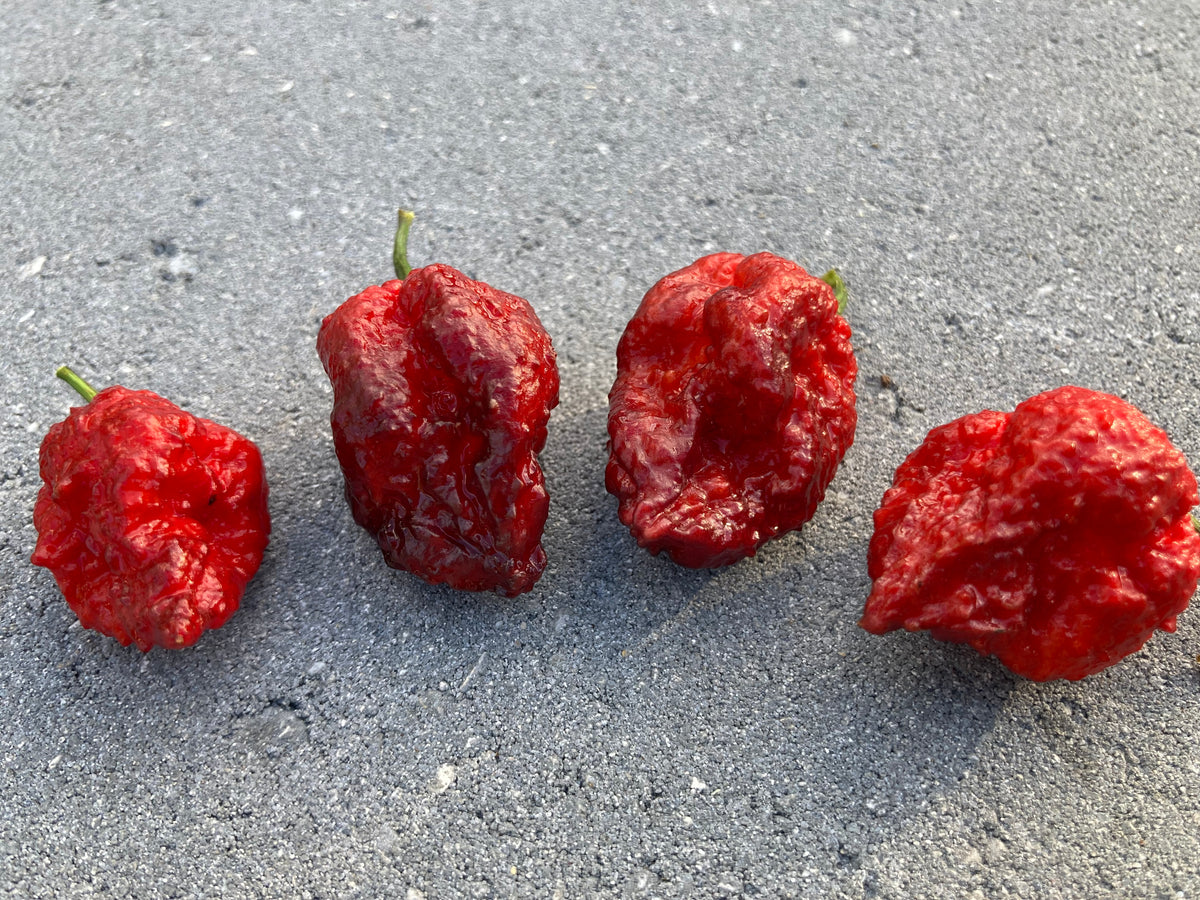 Borg 9 Purple Red (Pepper Seeds) – Towns-End Chili & Spice