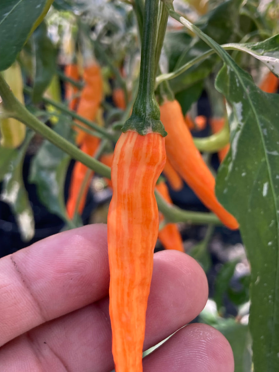 Intergalactic (T-E) (Pepper Seeds) – Towns-End Chili & Spice