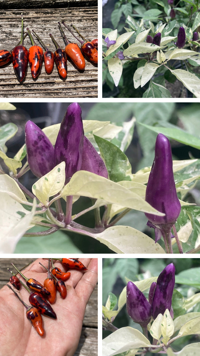 Fairy Light x Hot Pallet (Pepper Seeds) – Towns-End Chili & Spice