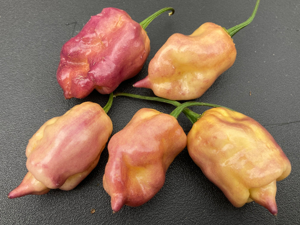 Pink Voltron (T-E)(Pepper Seeds) – Towns-End Chili & Spice