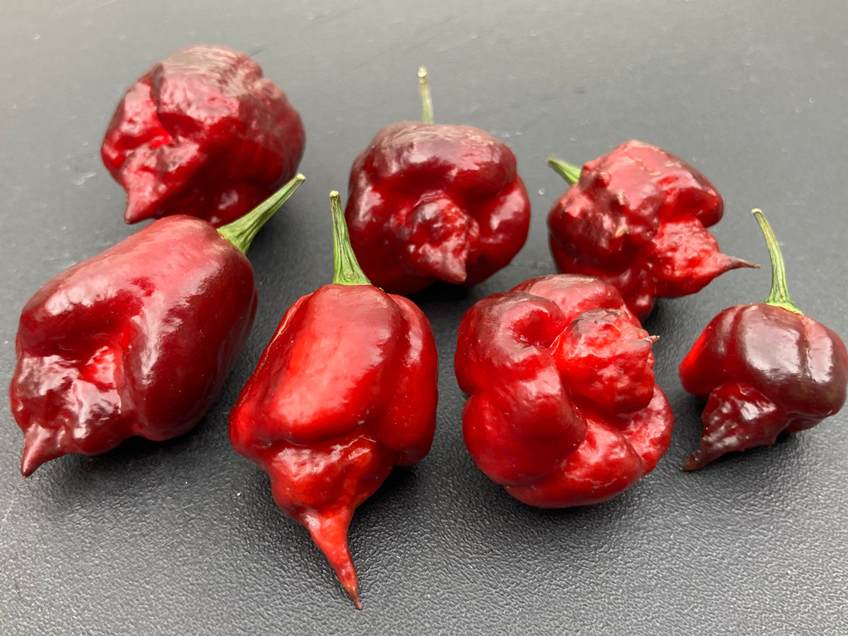 Maroon Voltron (T-E)(Pepper Seeds) – Towns-End Chili & Spice