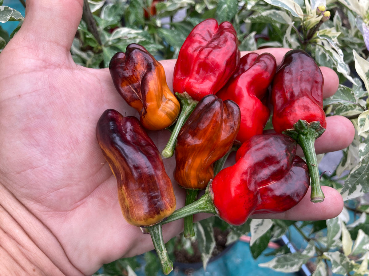 Parrot Fish (Pepper seeds) – Towns-End Chili & Spice