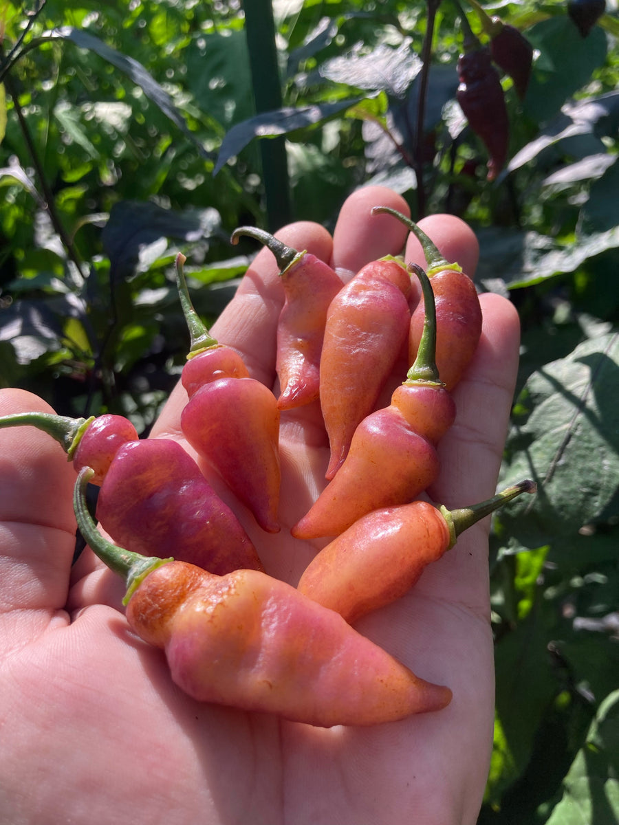 Pink Chupacabra (T-E) (Pepper Seeds) – Towns-End Chili & Spice