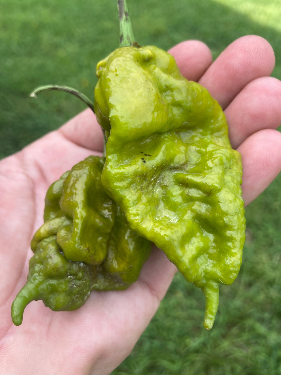 Lime Ghost Scorpion T-E (Limited)(Pepper Seeds) – Towns-End Chili & Spice
