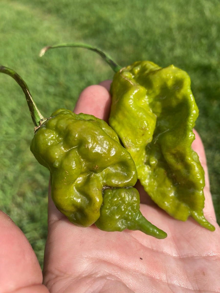 Lime Ghost Scorpion T-E (Limited)(Pepper Seeds) – Towns-End Chili & Spice
