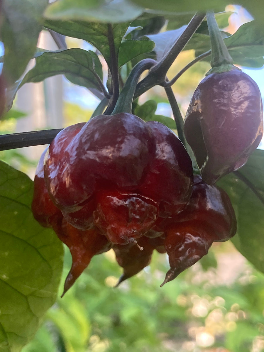Maroon Voltron (T-E)(Pepper Seeds) – Towns-End Chili & Spice
