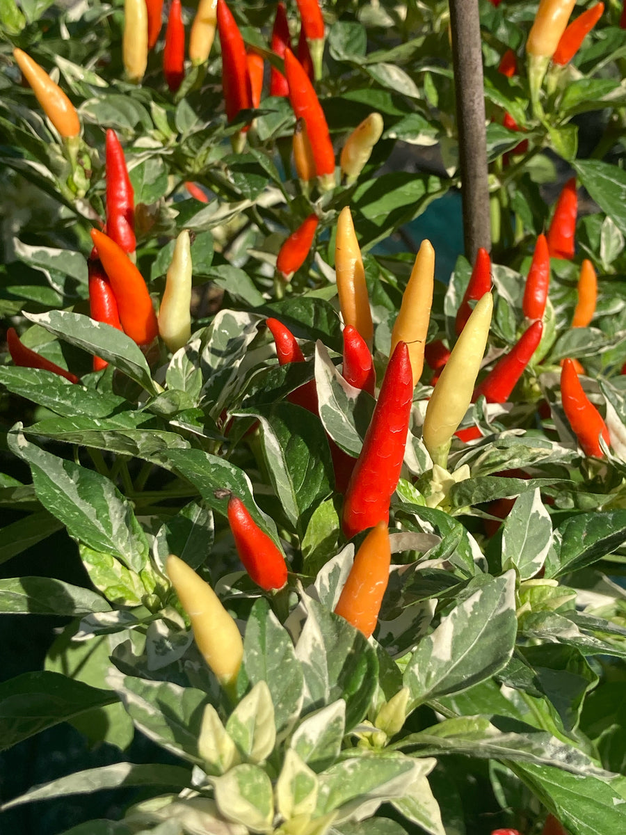 Hot Pallet (Pepper Seeds) – Towns-End Chili & Spice