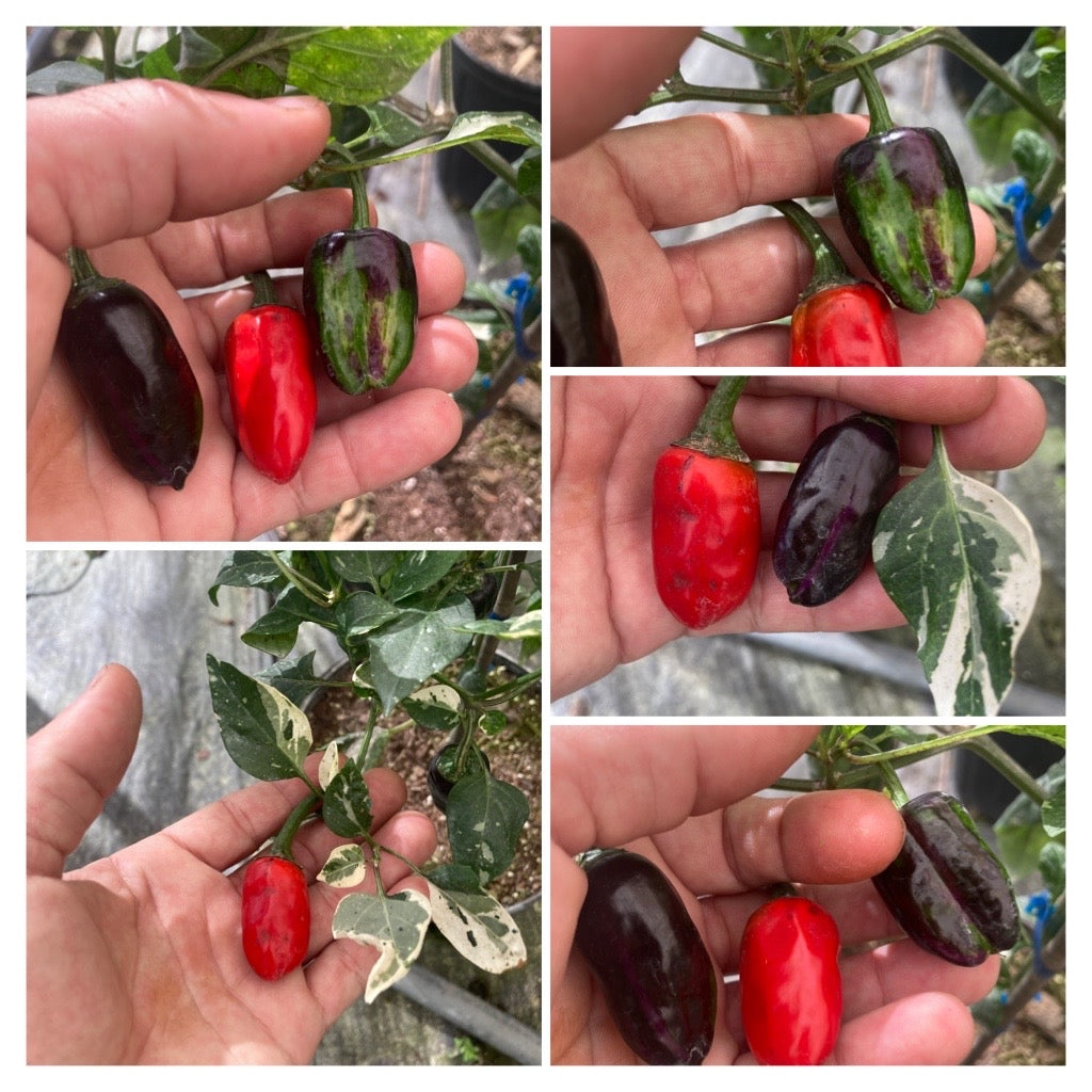 Bryan’s Blood (Purple Rainbow) (Pepper Seeds) – Towns-End Chili & Spice