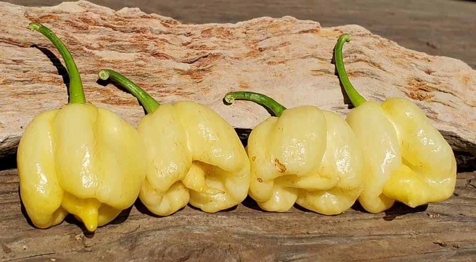 Taj Mahal White Minion (Pepper Seeds)(Limited) – Towns-End Chili & Spice