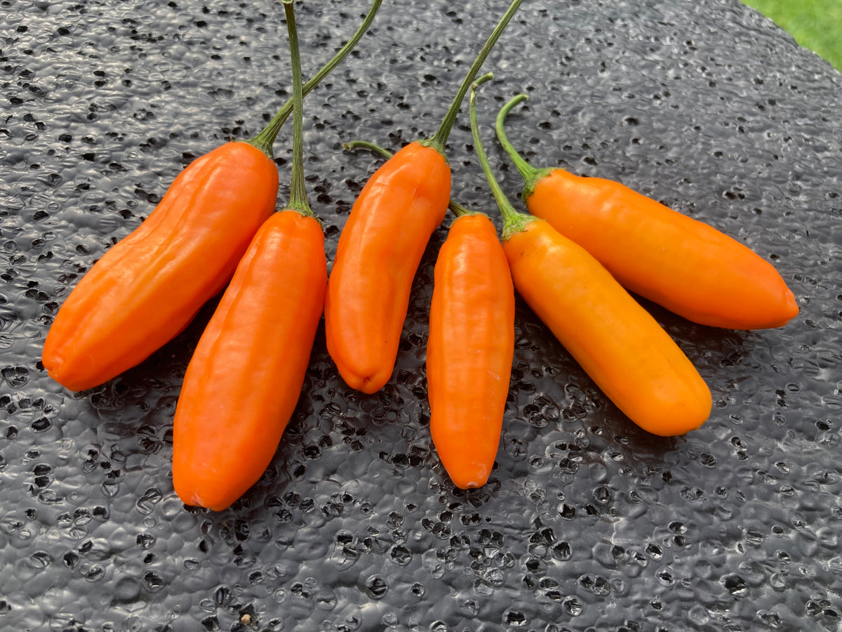 Aji Little Finger (Pepper Seeds) – Towns-End Chili & Spice