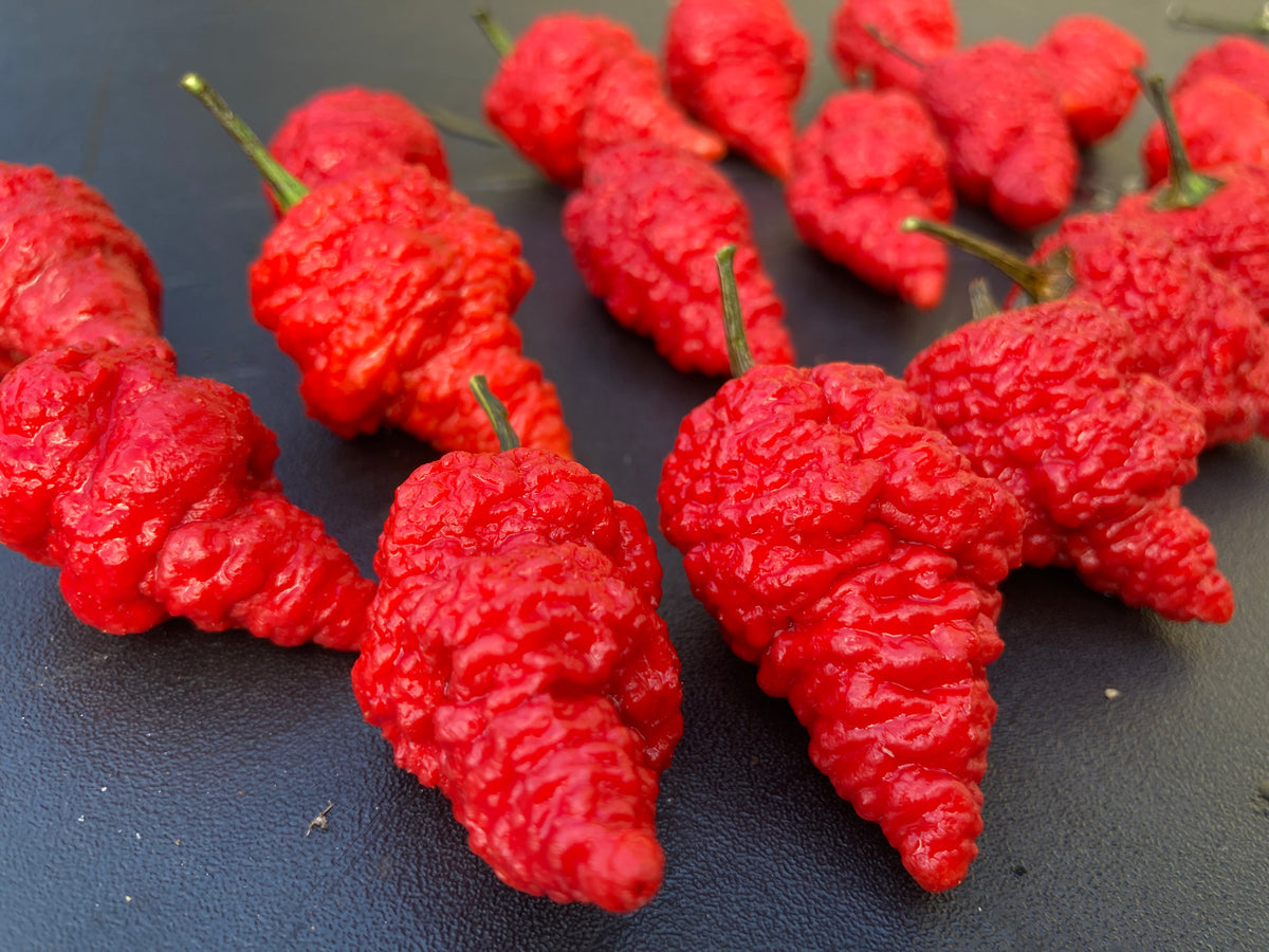 RB003 (Pepper Seeds) – Towns-End Chili & Spice