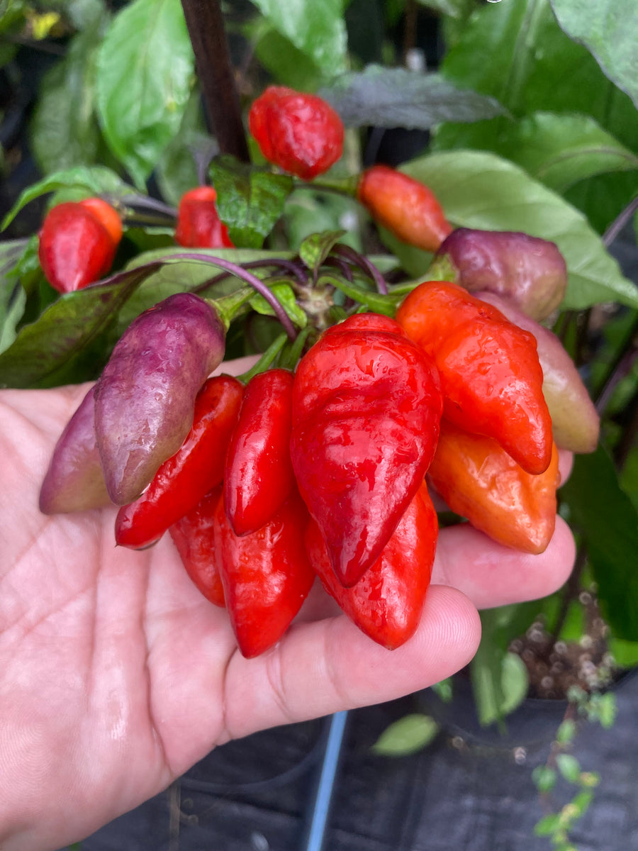 Red Wendigo (T-E) (Pepper Seeds) – Towns-End Chili & Spice