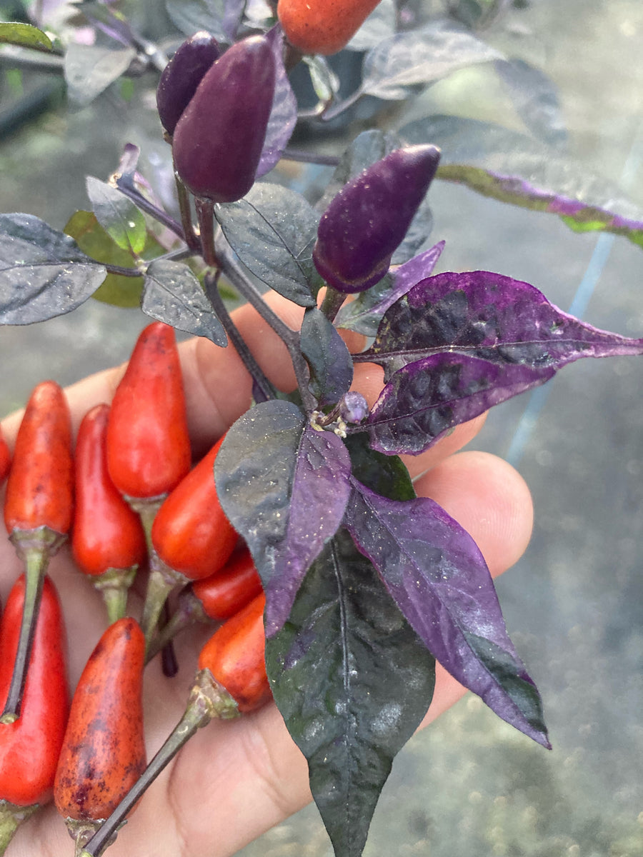 DreamCatcher Tall (Pepper Seeds) – Towns-End Chili & Spice