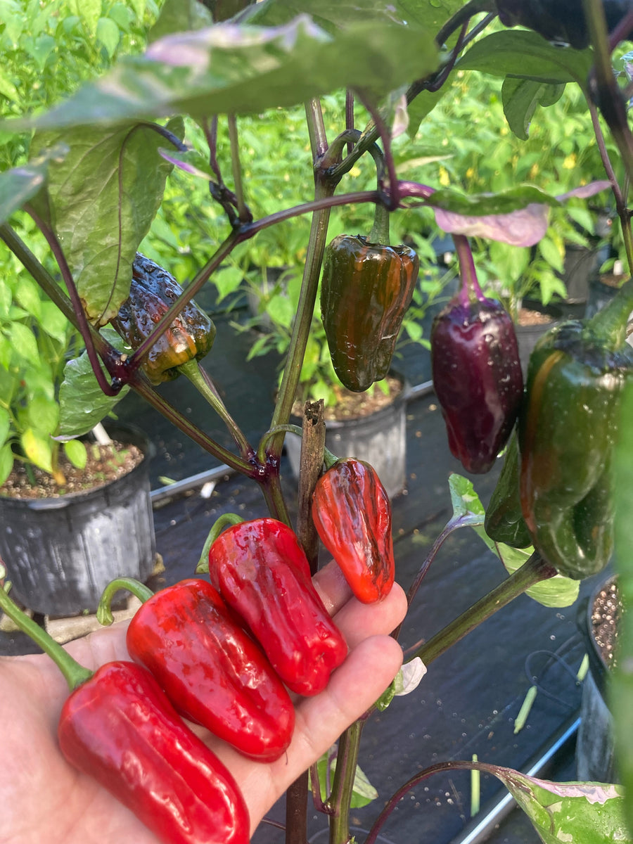 Bryan’s Klingon Blood (Pepper Seeds) – Towns-End Chili & Spice