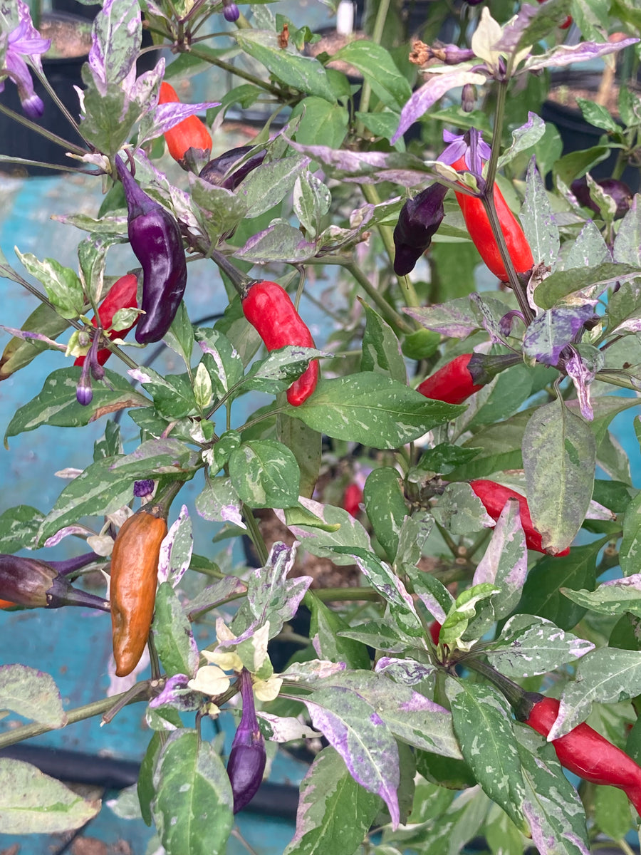 Pickles Blood (Grifter) (Pepper Seeds) – Towns-End Chili & Spice