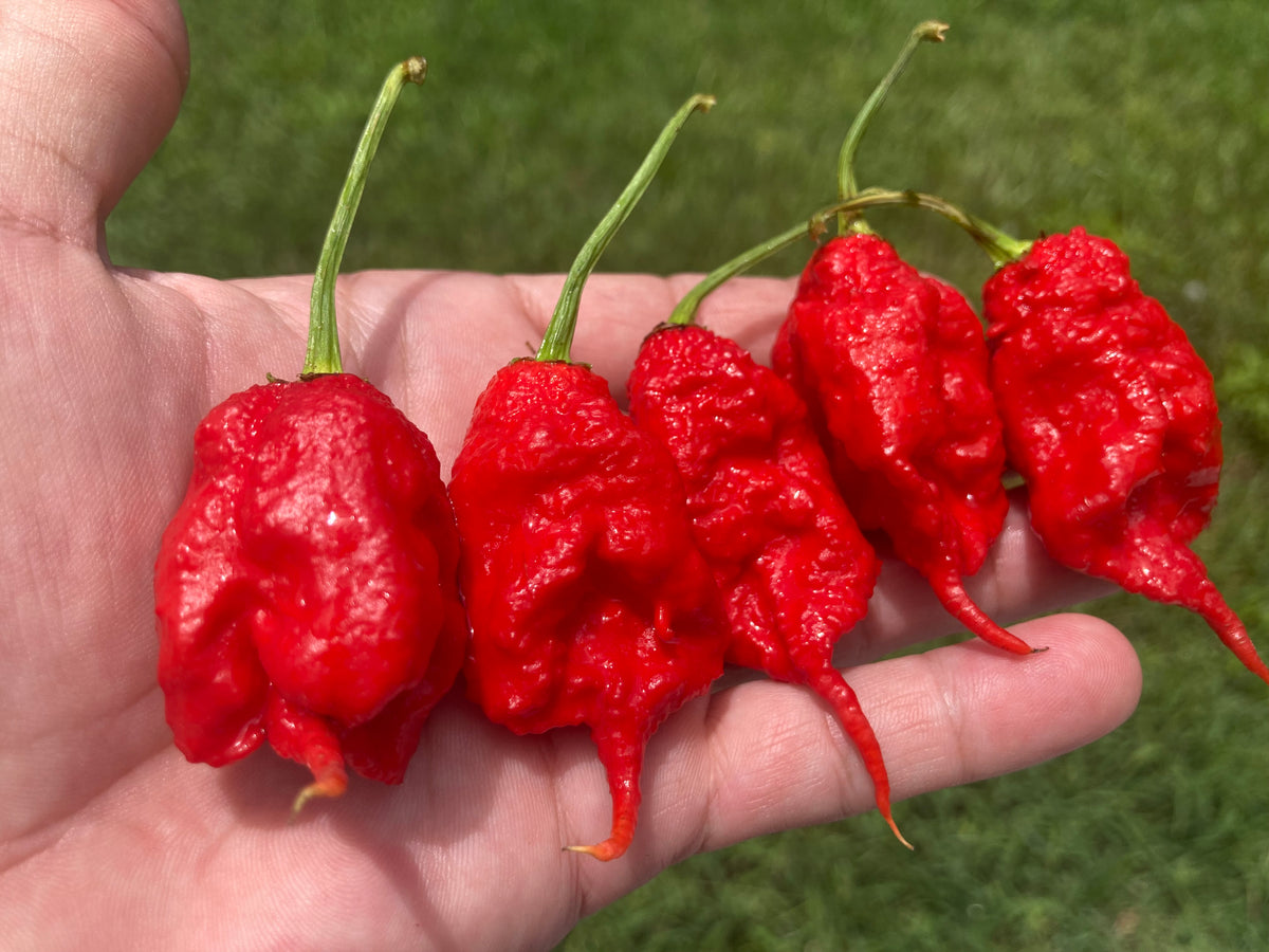 Primotalii Red (Pepper Seeds) – Towns-End Chili & Spice
