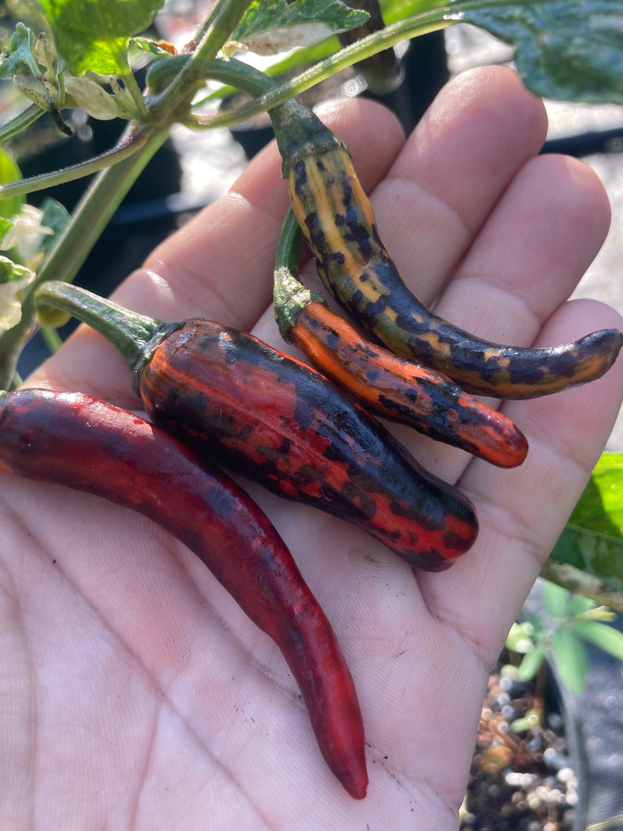 Pickles Blood (Spattered)(Pepper Seeds) – Towns-End Chili & Spice