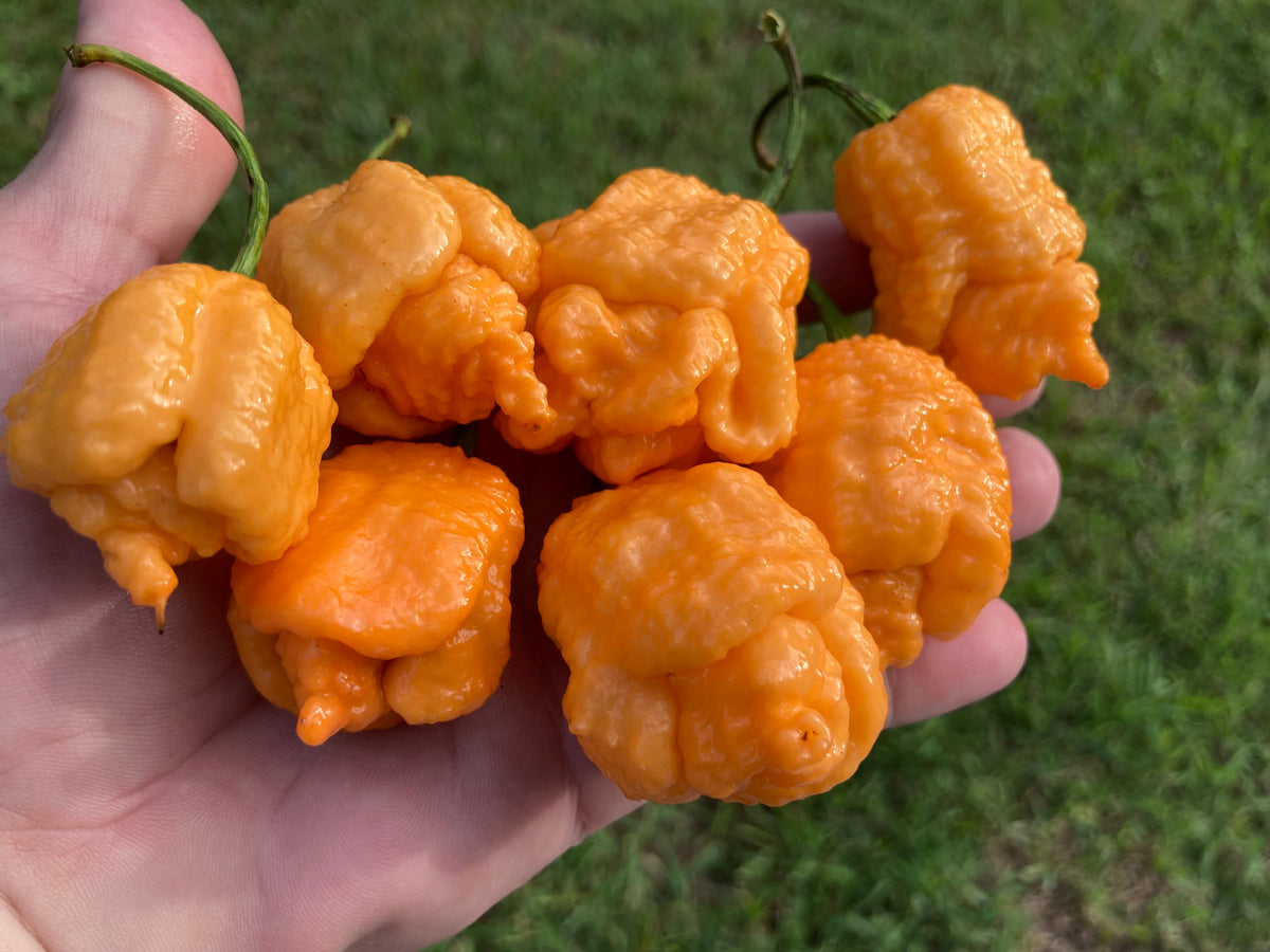 “Repo Mang” (BOC X Reaper OG3) (Pepper Seeds) – Towns-End Chili & Spice