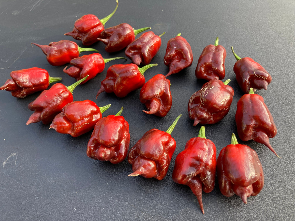 Voltron Caramel (T-E)(Pepper Seeds) – Towns-End Chili & Spice