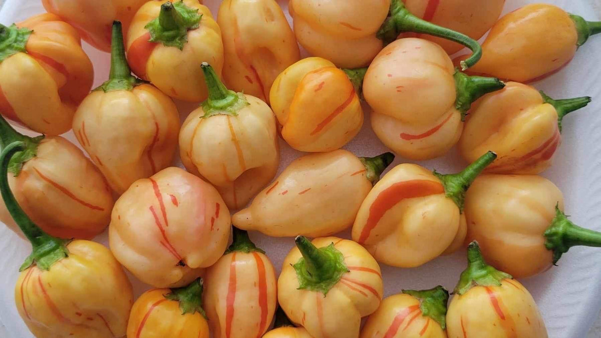 Peppapeach Stripey (Pepper Seeds) – Towns-End Chili & Spice