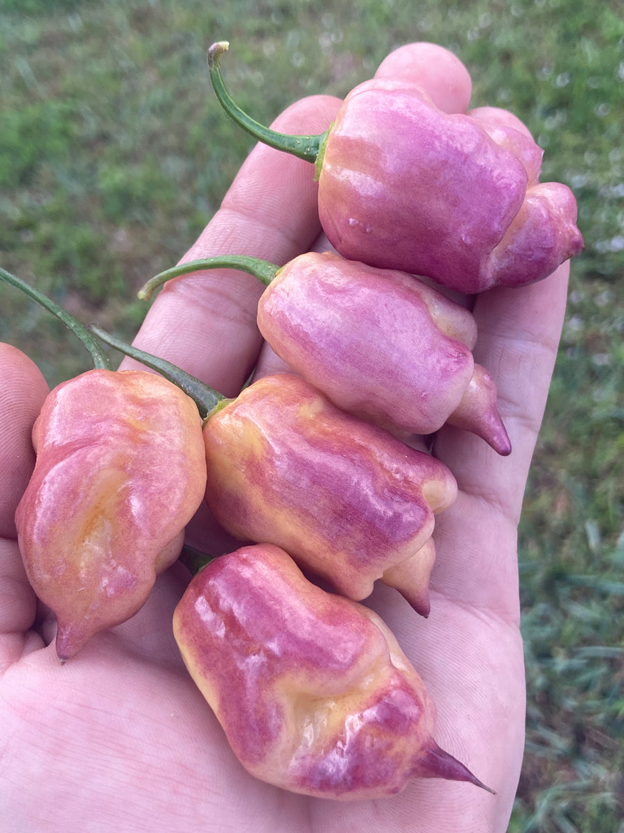 Pink Voltron (T-E)(Pepper Seeds) – Towns-End Chili & Spice