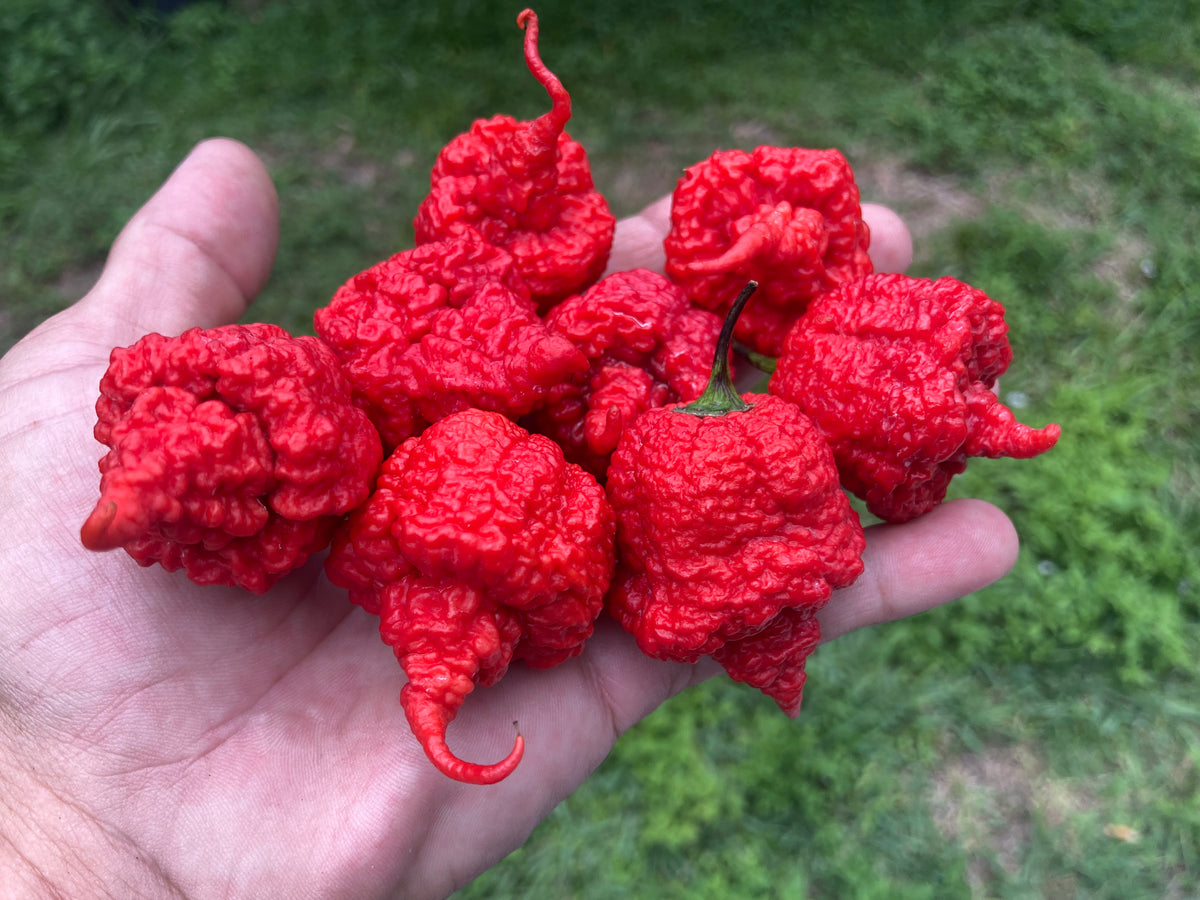 RB003 (Pepper Seeds) – Towns-End Chili & Spice