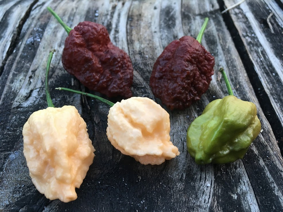 Borg 9 Butterscotch(Pepper Seeds) – Towns-End Chili & Spice