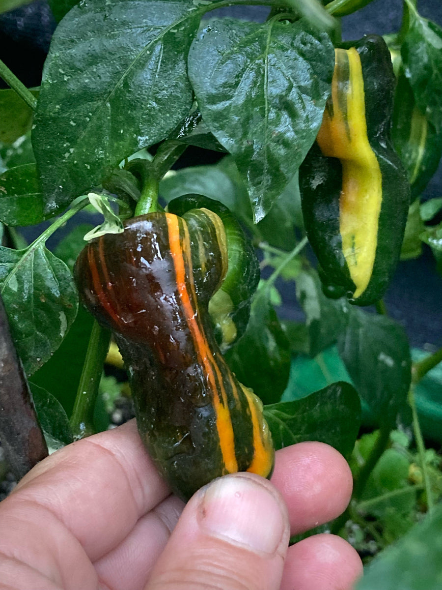 Bryan’s Blood (Large Rainbow)(Pepper Seeds) – Towns-End Chili & Spice