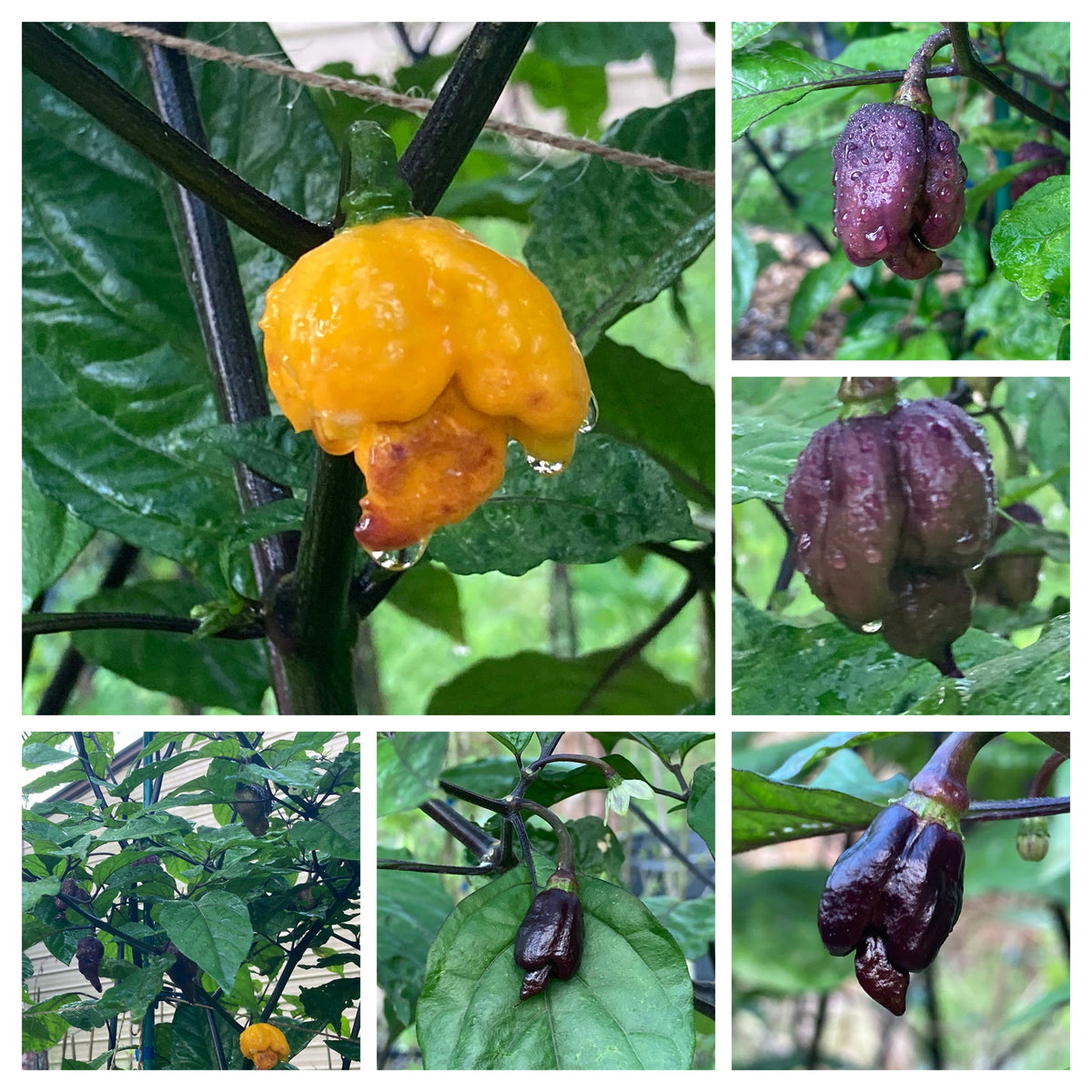 Dueling Horizon (Compass Mix)(Pepper Seeds) – Towns-End Chili & Spice