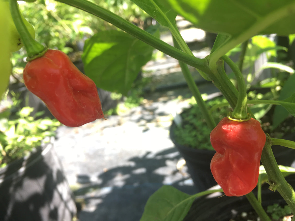 Datil Sweet (Pepper Seeds) – Towns-End Chili & Spice