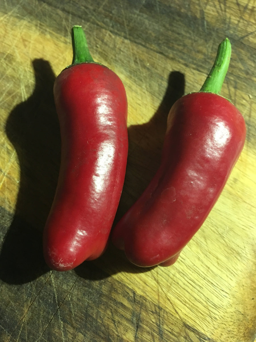 Trilop UcBurun Biber (Pepper Seeds) – Towns-End Chili & Spice