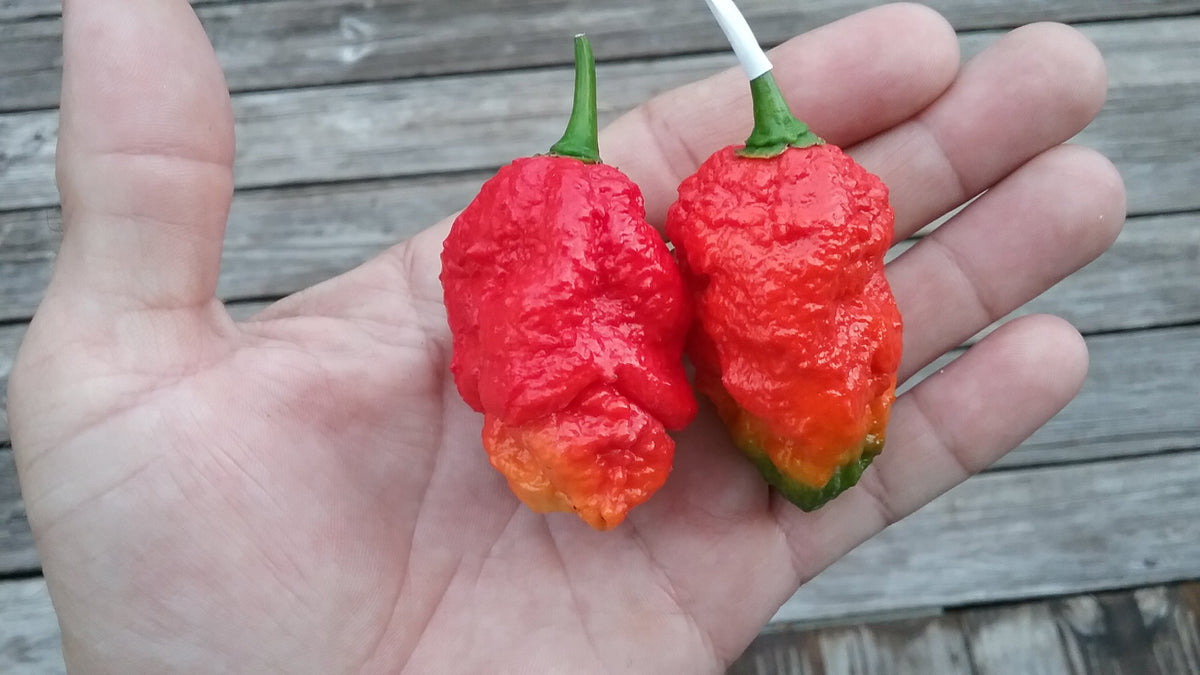 Apocalypse (Pepper Seeds) – Towns-End Chili & Spice