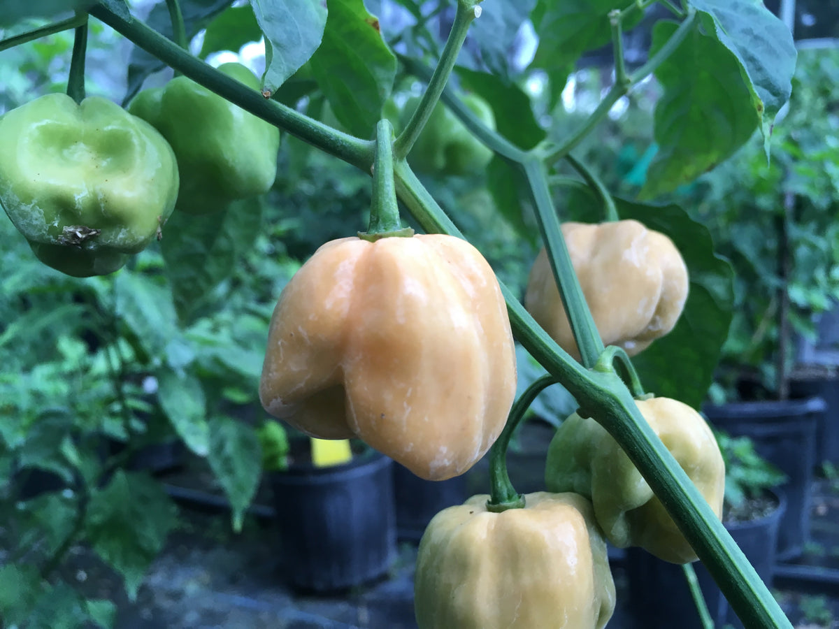 7 Pot Peach SG (Pepper Seeds) – Towns-End Chili & Spice