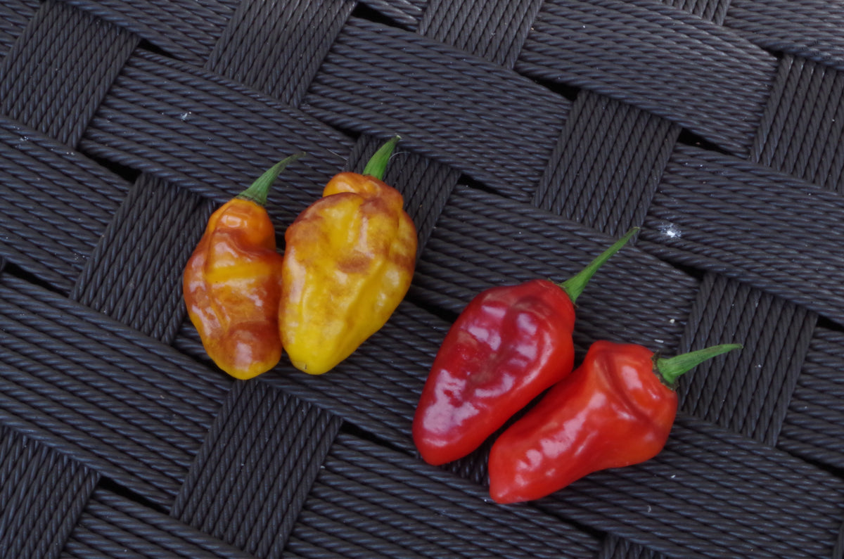 Pimenta Puma (Pepper Seeds) – Towns-End Chili & Spice