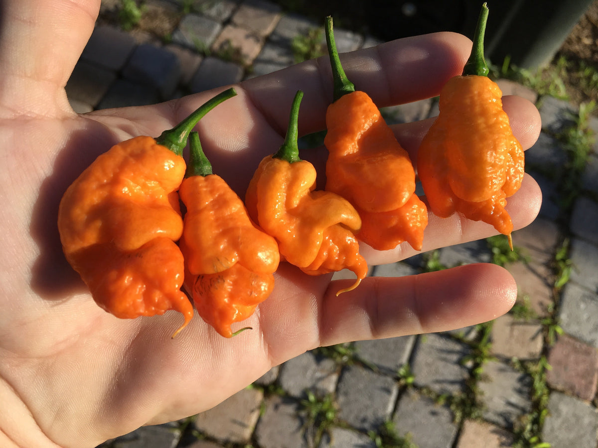 “Repossession” (BOC Reaper OG1)(Pepper Seeds) – Towns-End Chili & Spice