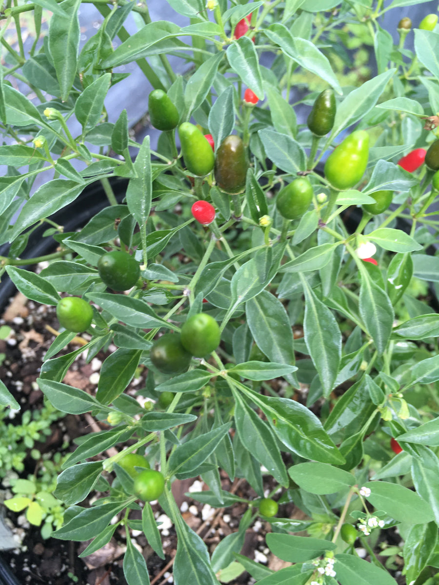 Zimbabwe Bird (Pepper Seeds) – Towns-End Chili & Spice