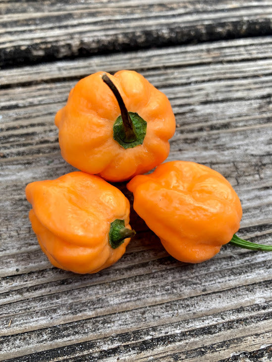 7 Pot Peach Dark (Pepper Seeds) – Towns-End Chili & Spice