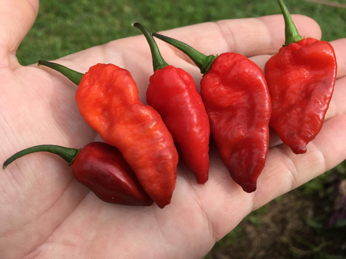 Pimenta Leopard (Pepper Seeds) – Towns-End Chili & Spice