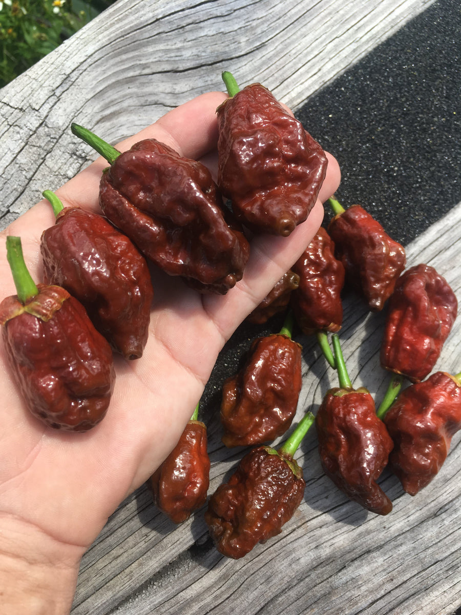 Borg 9 Bleeding Chocolate (BBG) (Pepper Seeds) – Towns-End Chili & Spice