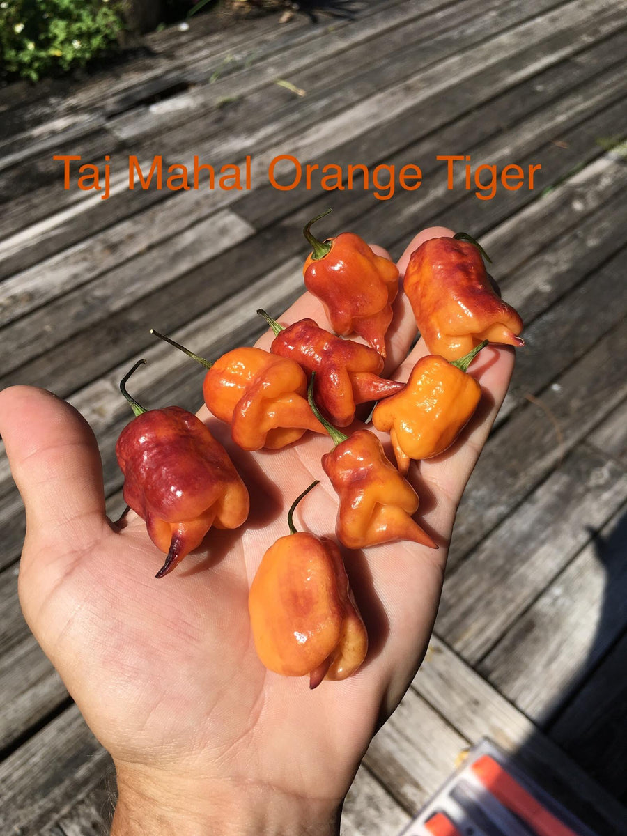 Taj Mahal Orange Tiger (Pepper Seeds) – Towns-End Chili & Spice