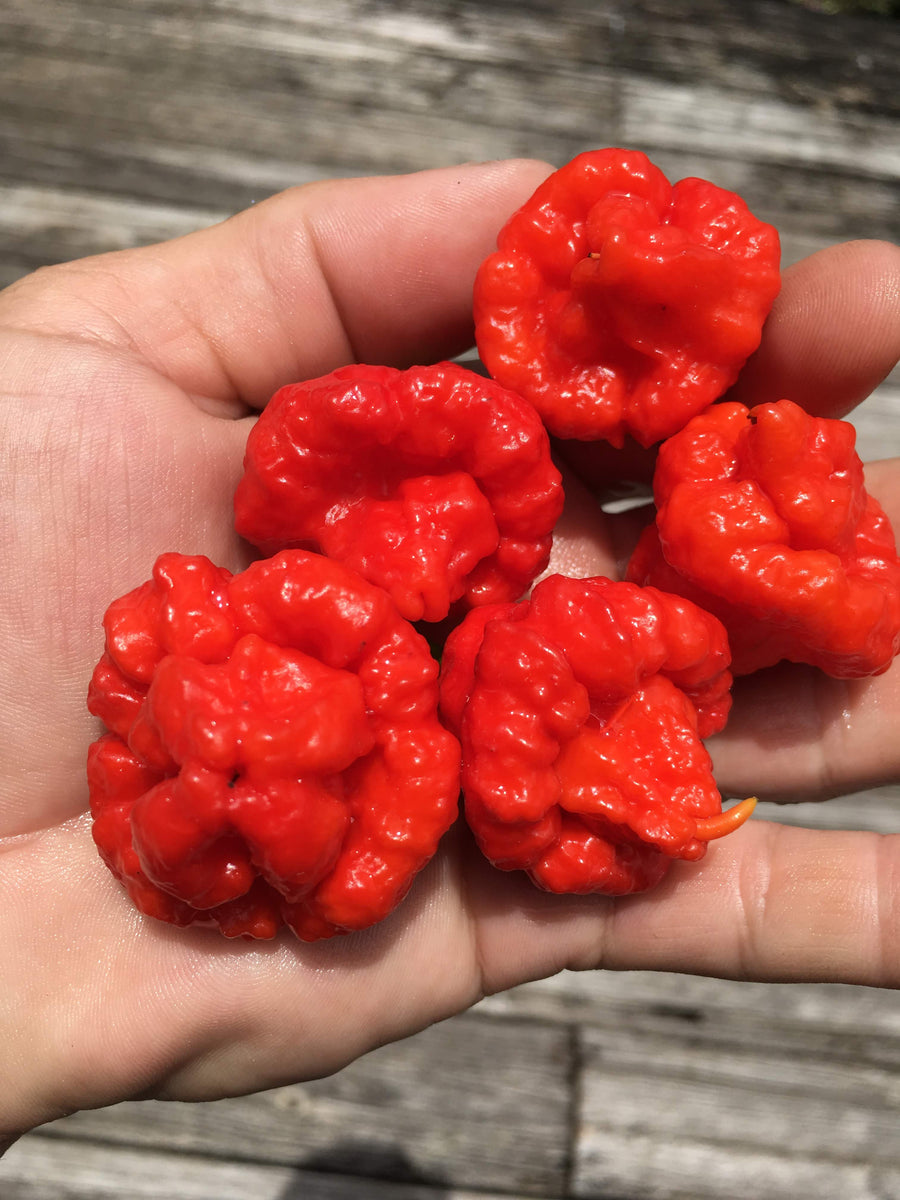 SBJ7/SB7J (Pepper Seeds) – Towns-End Chili & Spice